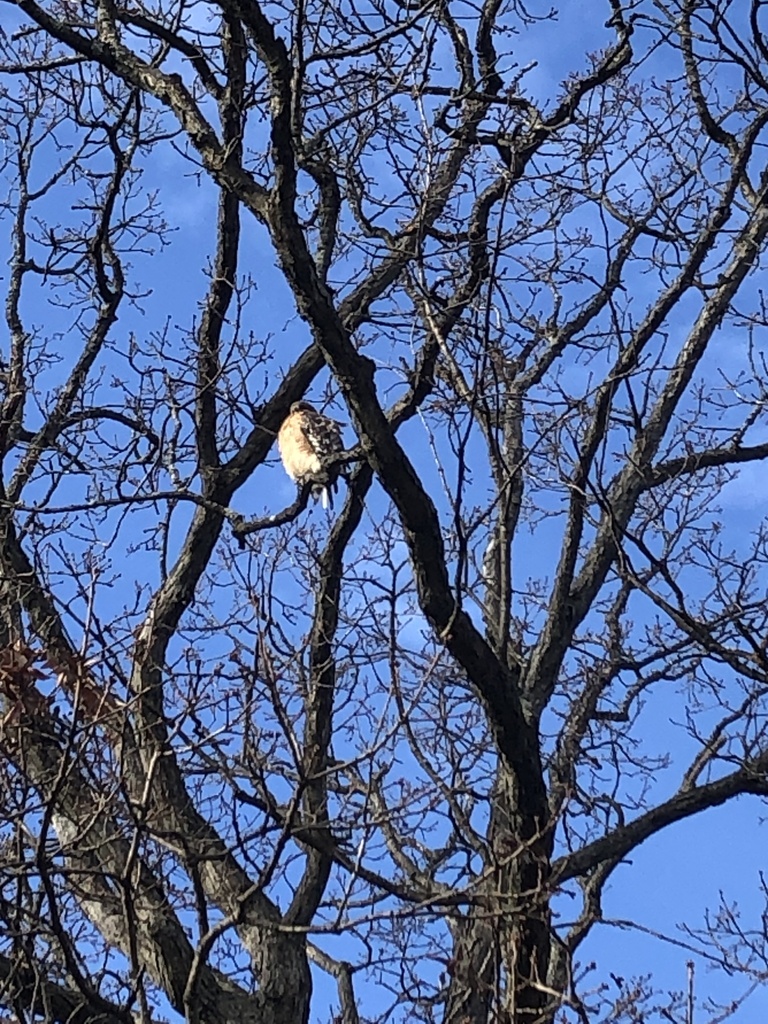 Red-shouldered Hawk from Old Broadway, Hastings on Hudson, NY, US on ...