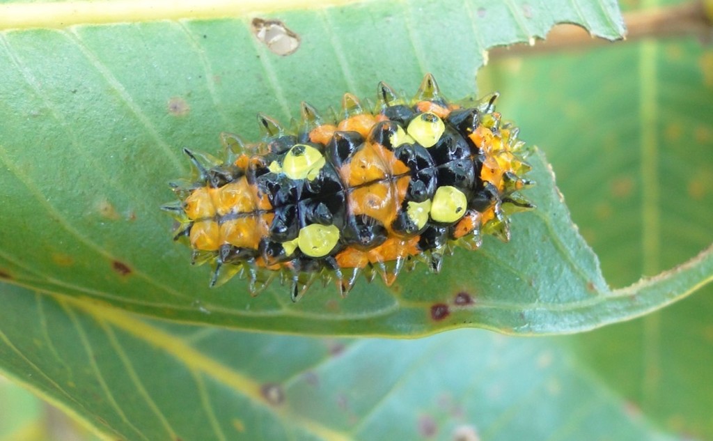 Jewel Caterpillar Moths (Dalceridae) - Butterflies and Moths
