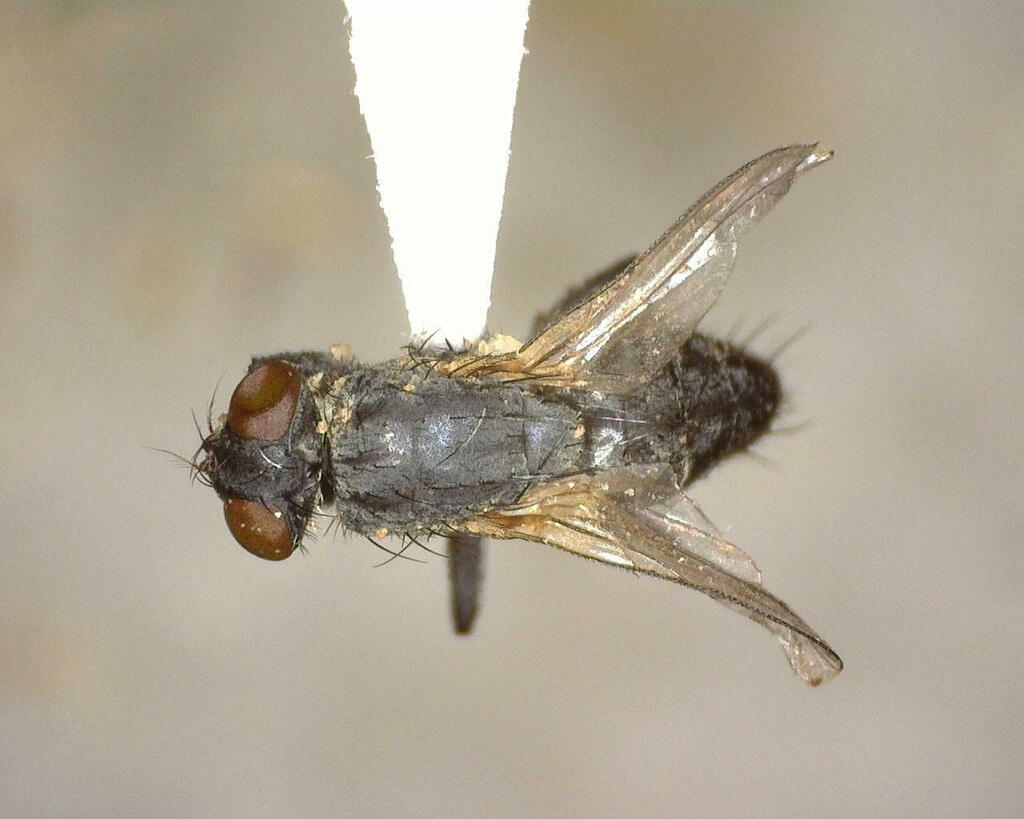 Calyptrate Flies from Kimble County, TX, USA on July 13, 2023 at 02:57 ...
