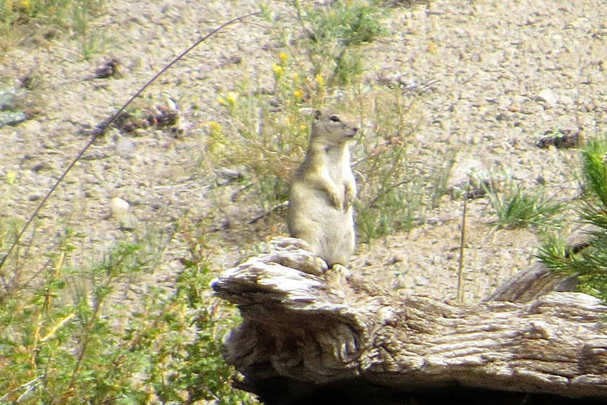 Long-tailed Ground Squirrels from Mono County, CA, USA on August 16 ...
