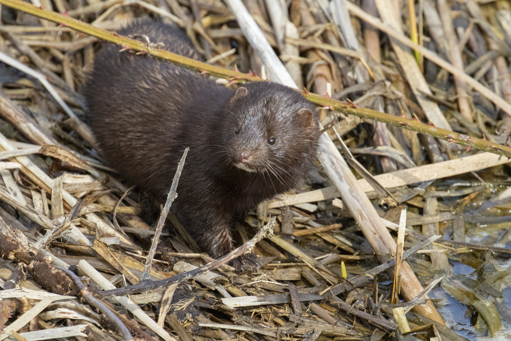 American Mink from Delta, BC, Canada on March 17, 2023 at 12:07 PM by ...