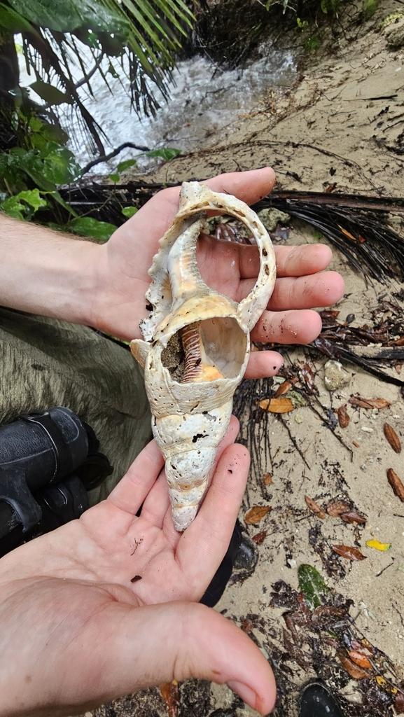 Atlantic Triton Snail from Cahuita, Limón, Talamanca, Costa Rica on ...