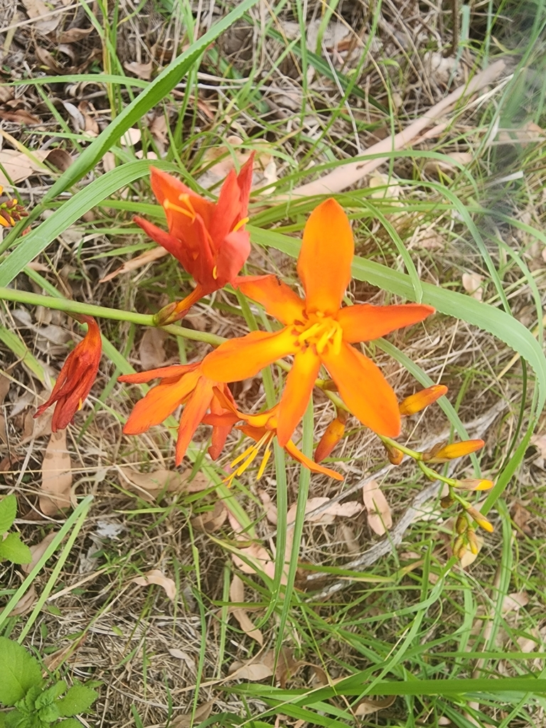 Garden Montbretia from Lisarow NSW 2250, Australia on December 15, 2023 ...