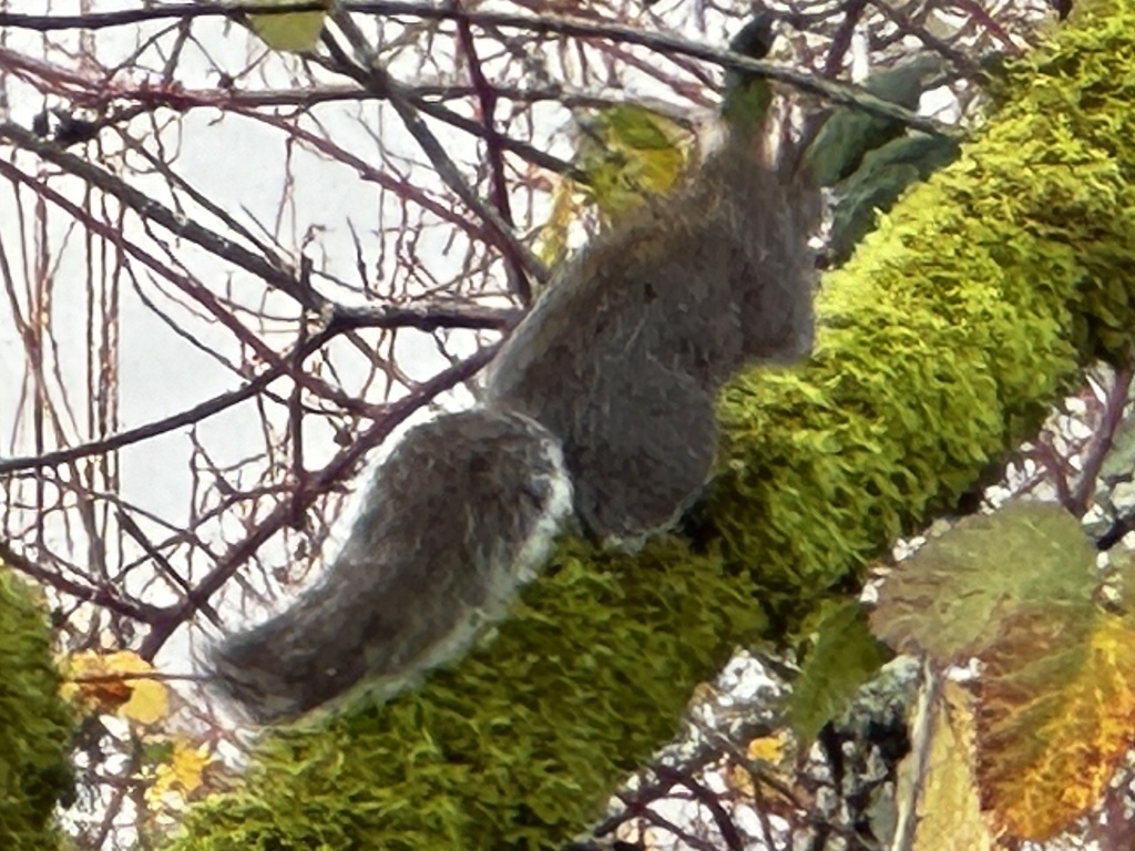 Eastern Gray Squirrel from Bellevue St SE, Salem, OR, US on December 14 ...