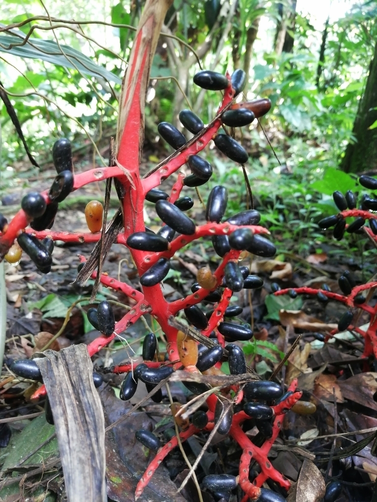 pacaya palm from 94490 San Rafael Calería, Ver., México on December 14 ...