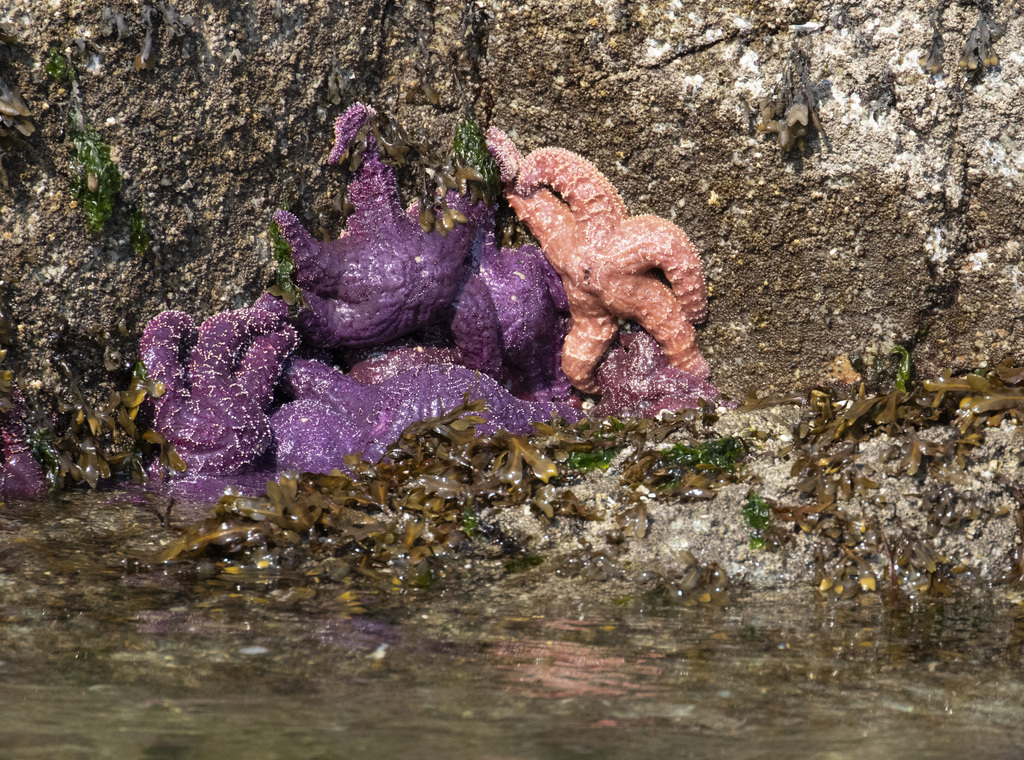 Ochre Sea Star from Strathcona, BC, Canada on August 26, 2023 at 09:35 ...