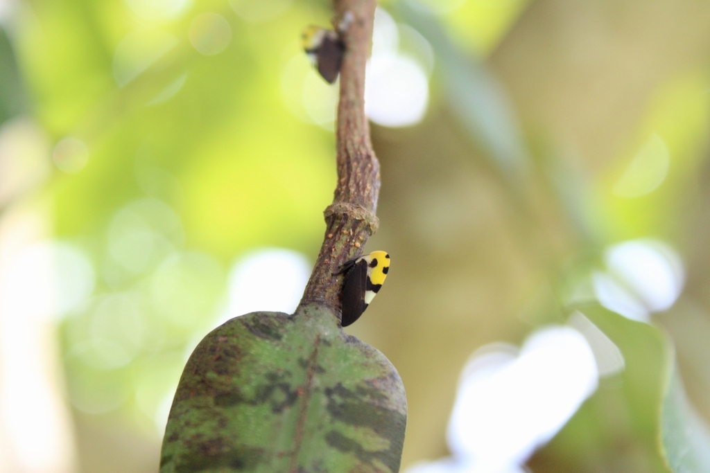 Mexican Treehopper from Rio Viejo 1ra Secc, 86127 Río Viejo 1ra. Secc ...