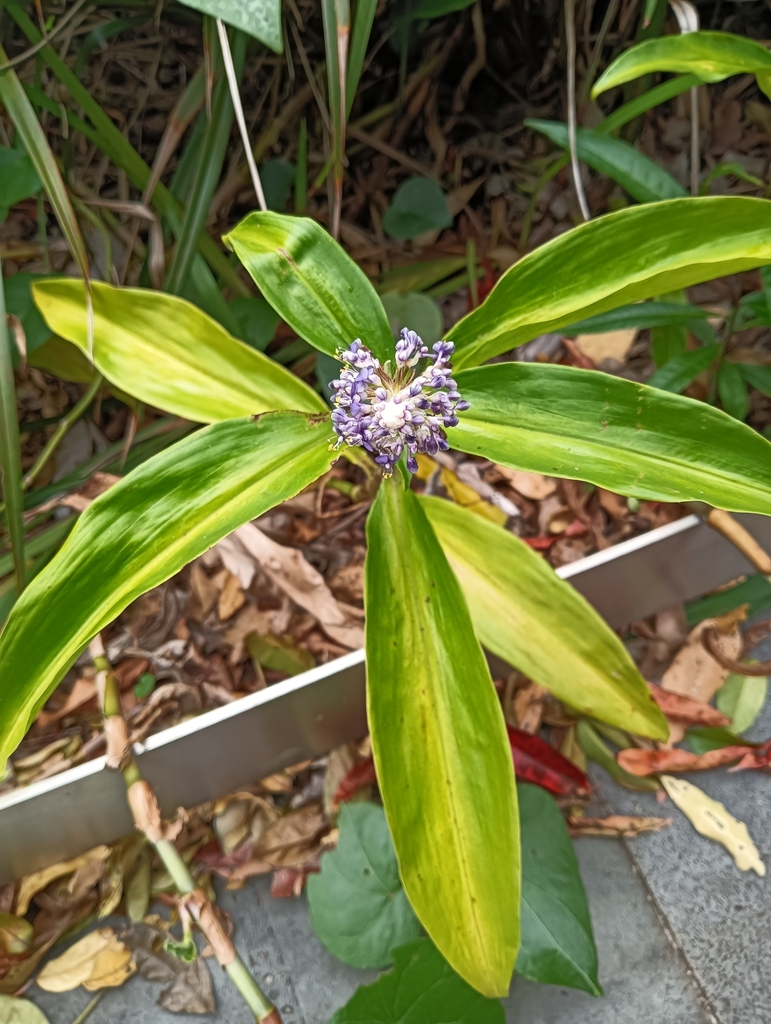 Pollia macrophylla from Maleny QLD 4552, Australia on December 15, 2023 ...