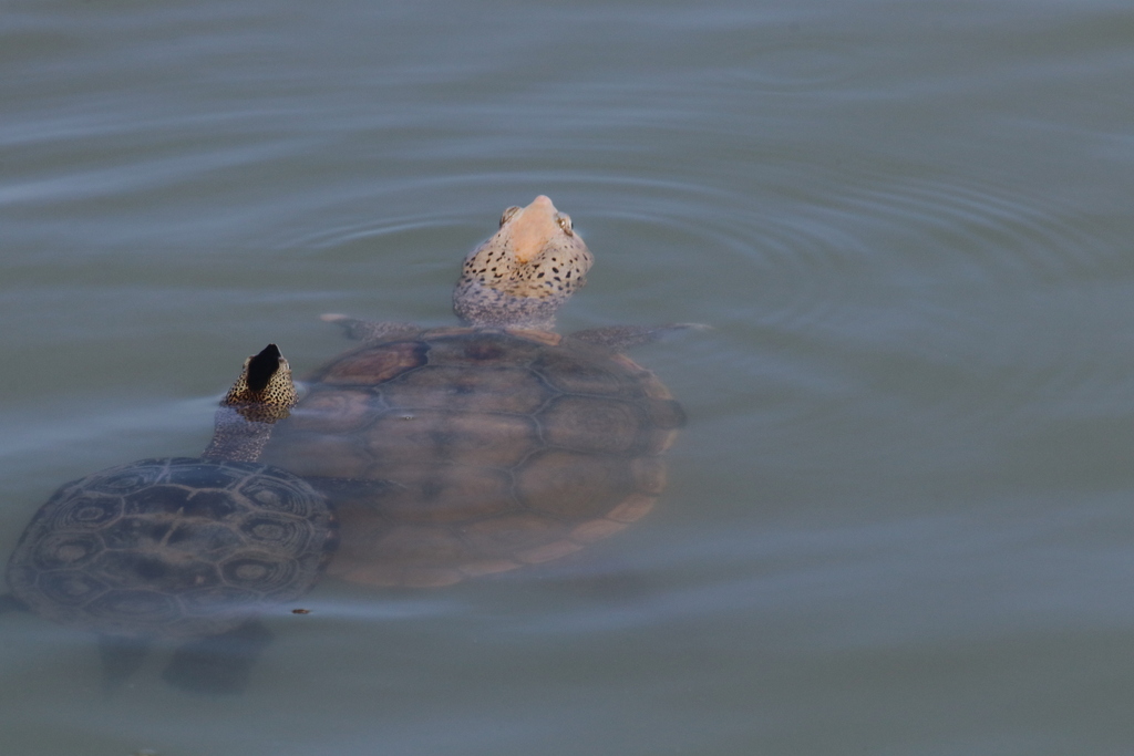Texas Diamondback Terrapin in March 2023 by carlmalm · iNaturalist