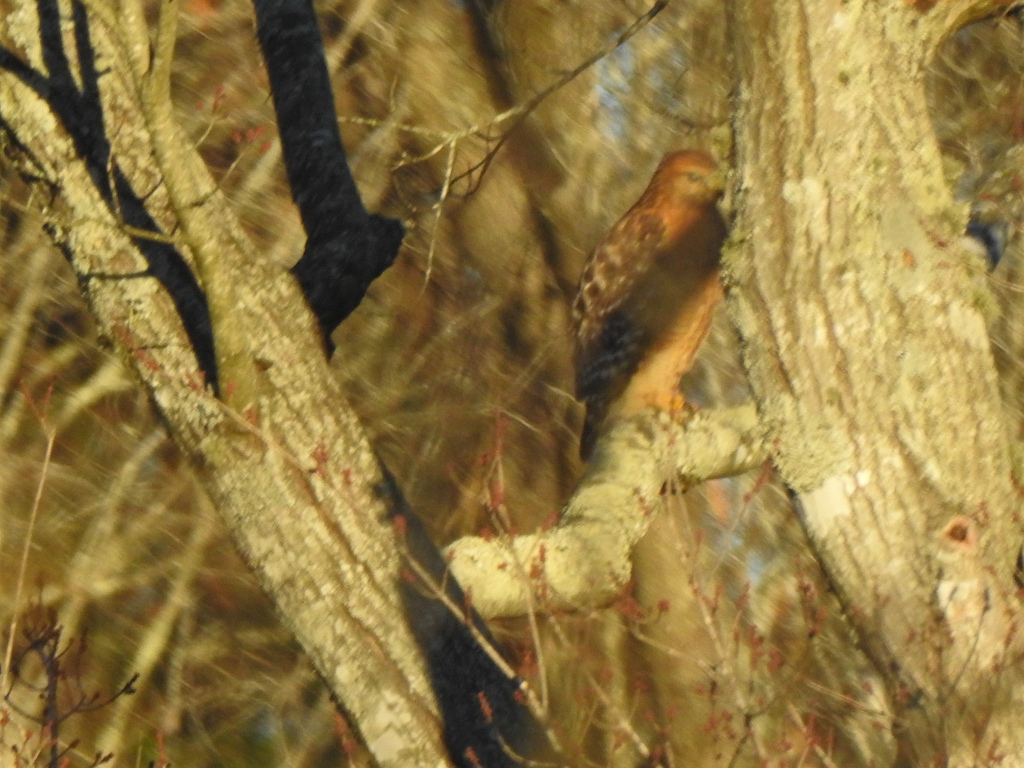 Red-shouldered Hawk from Durham, NC, USA on December 14, 2023 at 05:18 ...