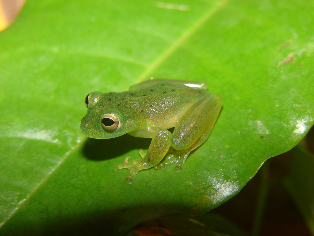 Rita's Cochran Frog from Federico Román, BO-PA, BO on November 17, 2006 ...