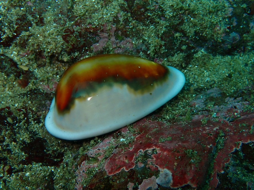 Chestnut Cowry in December 2023 by Andrew Harmer · iNaturalist