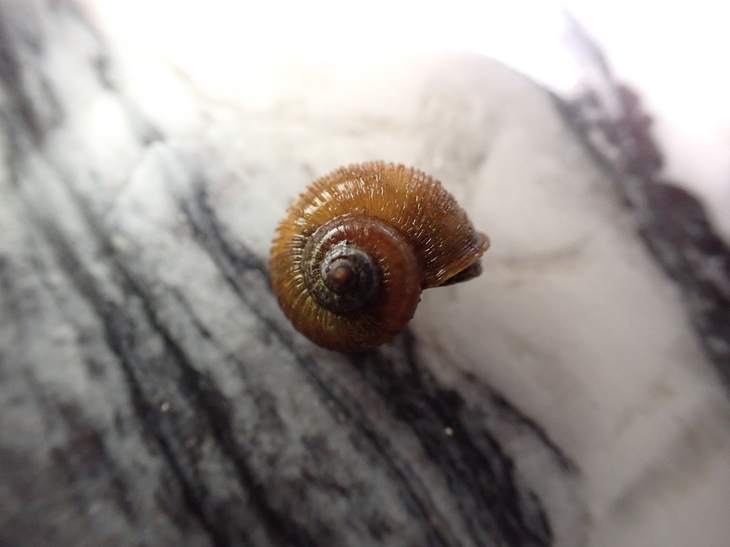 Cyclotus from 中国海南省三亚市吉阳区 on May 18, 2022 at 04:45 PM by WellsCheng · iNaturalist