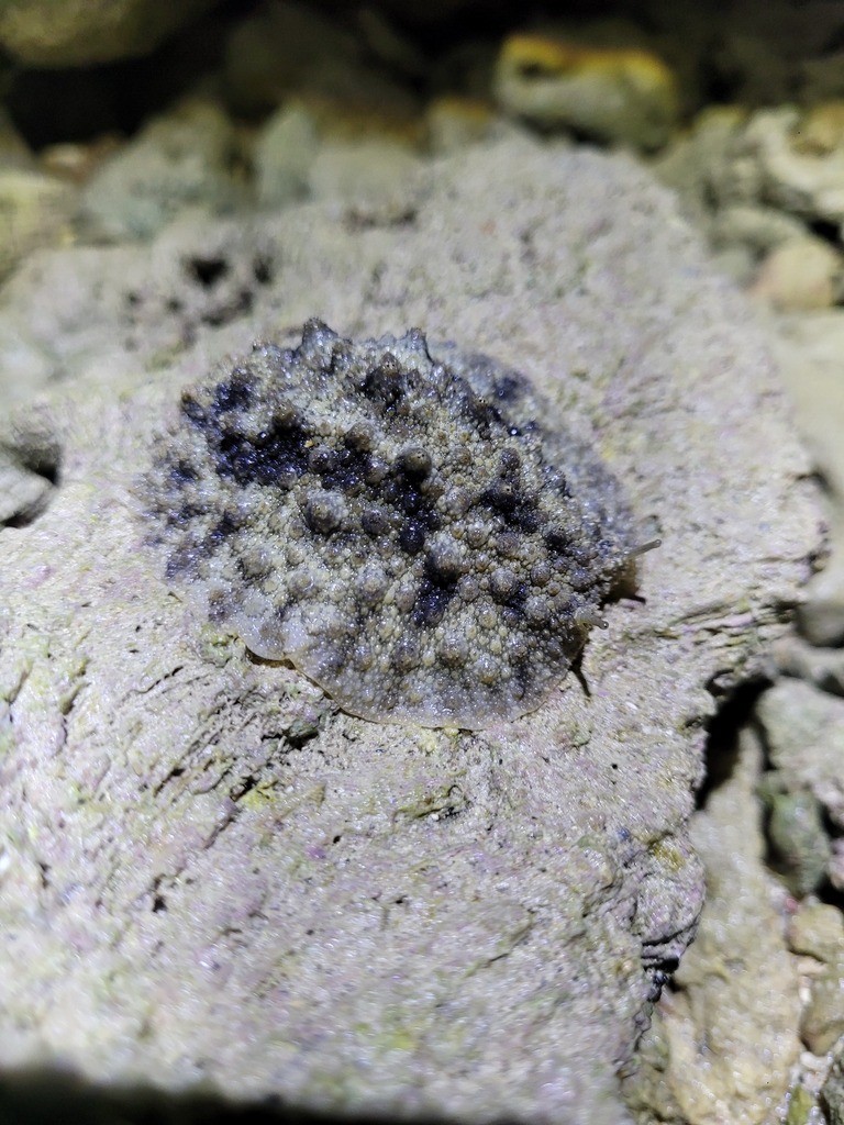 Warty Slug from 中国海南省三亚市吉阳区 on March 16, 2022 at 04:01 AM by WellsCheng ...