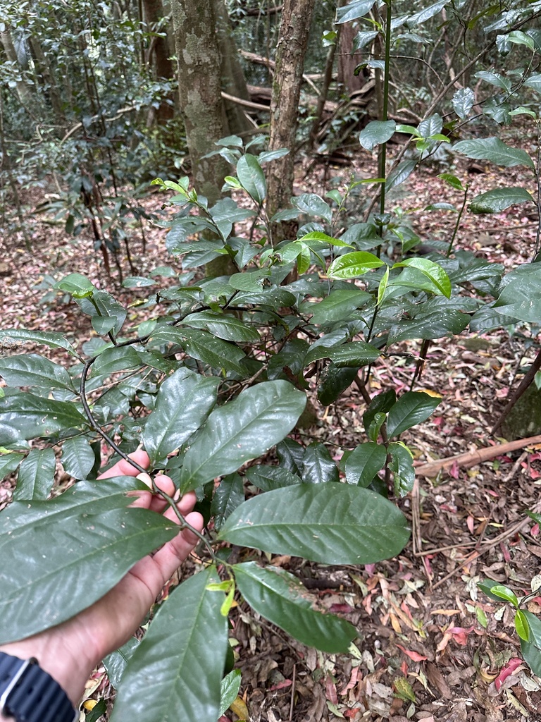Bolwarra from D’Aguilar National Park, Mount Glorious, QLD, AU on ...