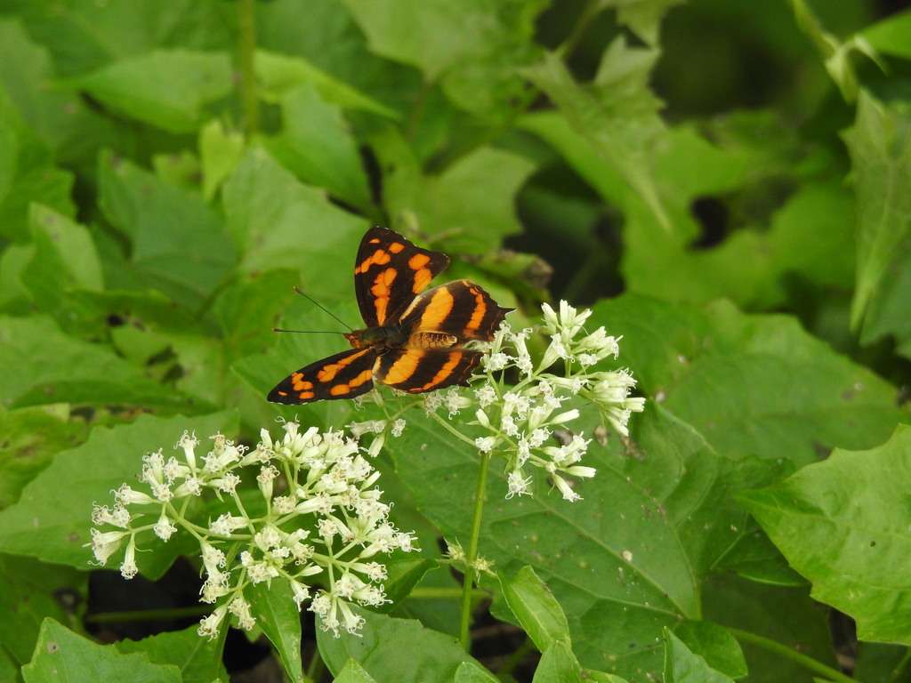 Common Jester from 982台灣花蓮縣卓溪鄉 on December 13, 2023 at 09:46 AM by Chen ...