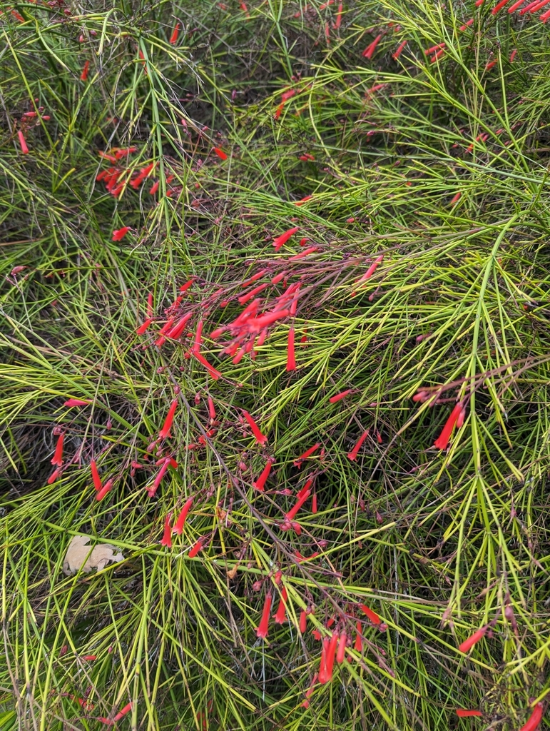 Firecracker plant from Palm Harbor, FL 34683, USA on December 14, 2023 ...