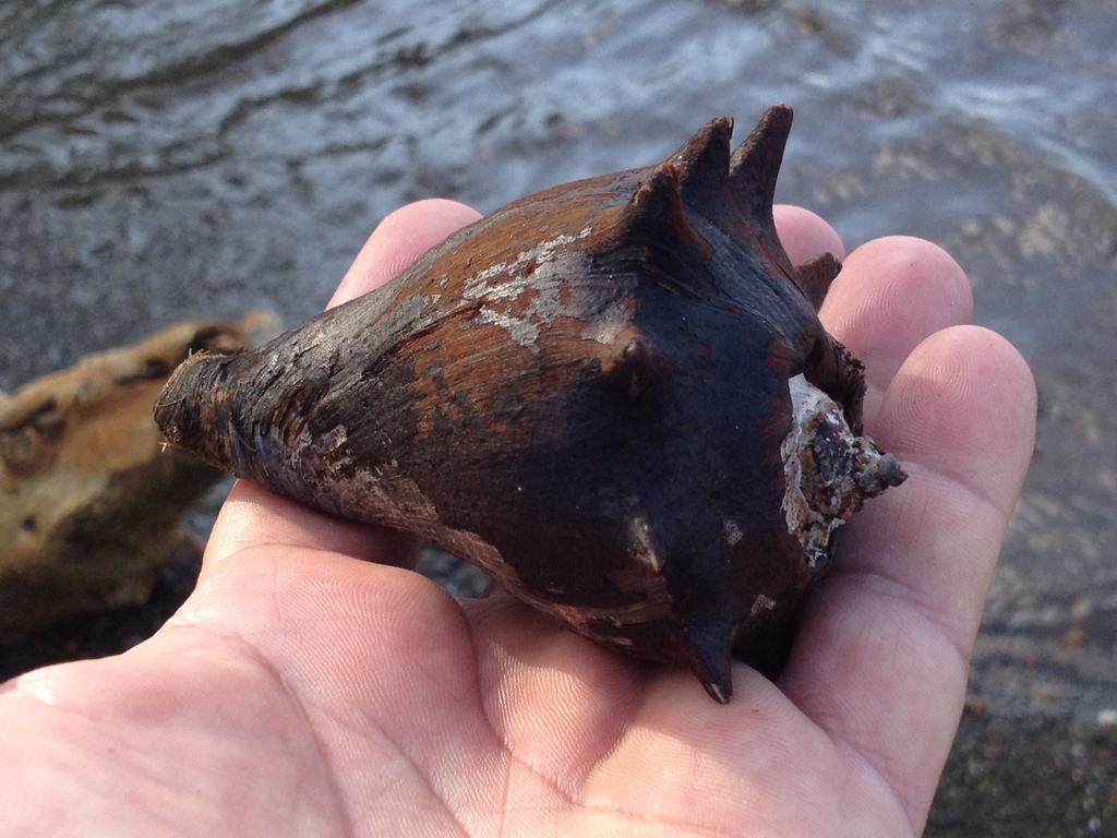 Pacific Crown Conch from Golfito, CR-PU, CR on March 24, 2019 by Marco ...