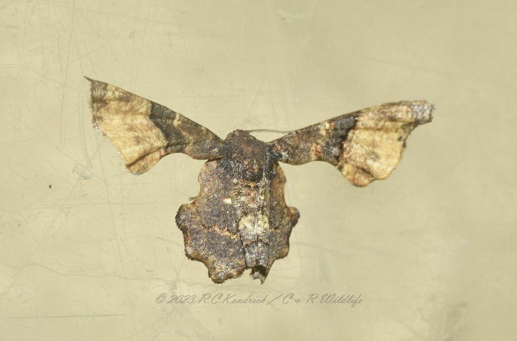 Monobolodes pernigrata from Nam Chung Valley, Hong Kong on December 10 ...
