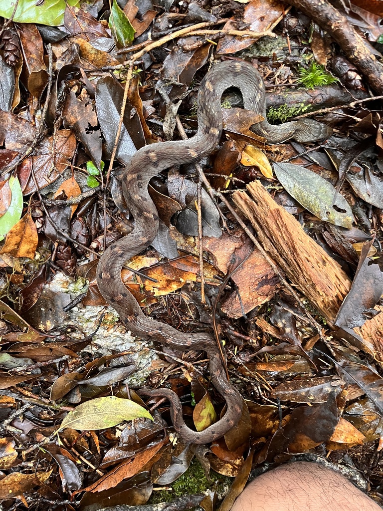 Stejneger's Bamboo Snake from 臺灣島, 茂林區, KHH, TW on December 13, 2023 at ...