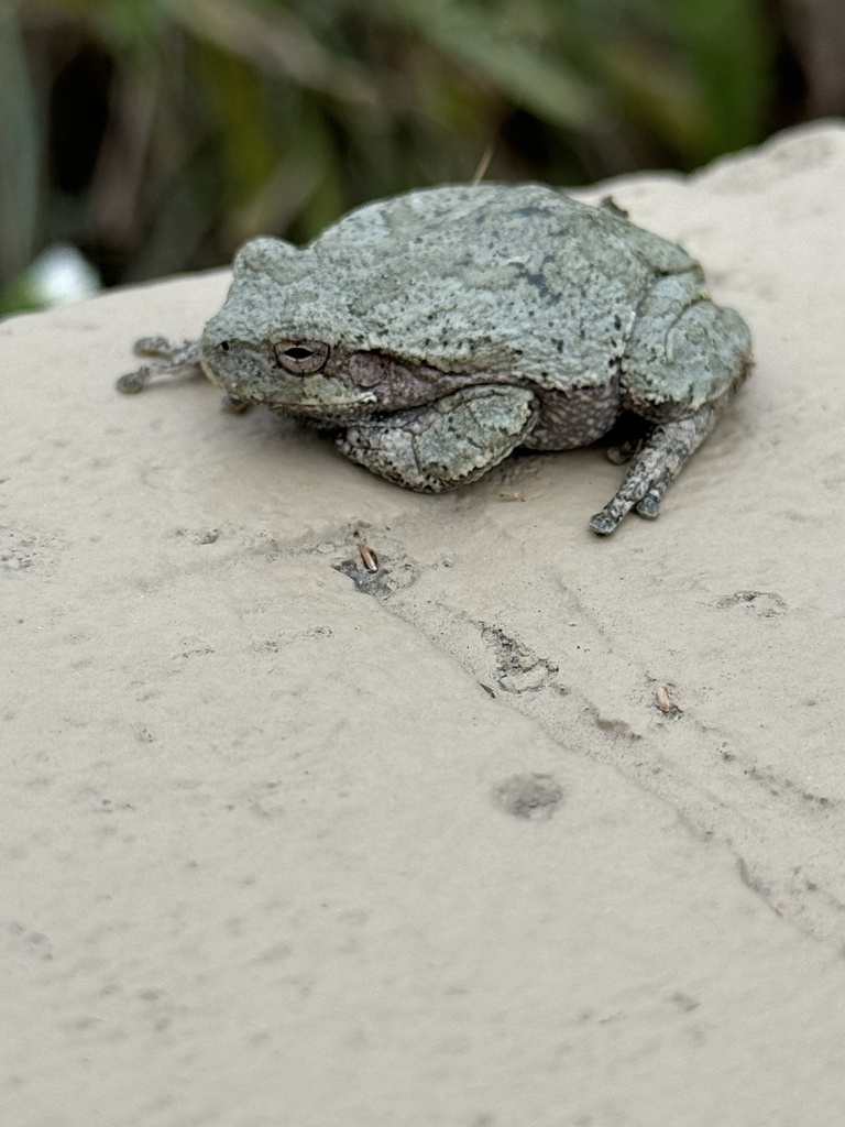 Gray Treefrog Species Complex from Mystic Lake Dr S, Shakopee, MN, US ...