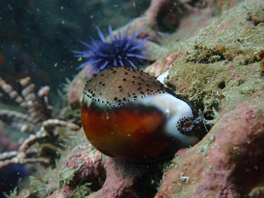 Chestnut Cowry in December 2023 by Andrew Harmer · iNaturalist