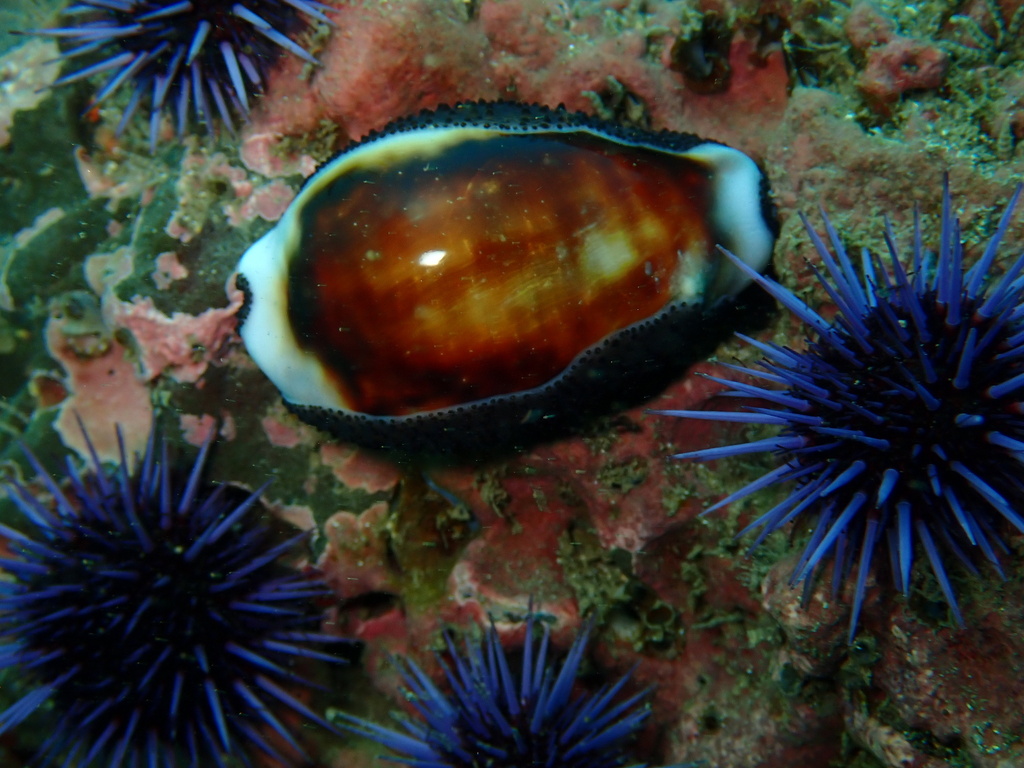 Chestnut Cowry in December 2023 by Andrew Harmer · iNaturalist
