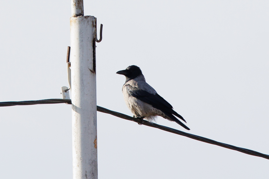 Hooded Crow from Lisi Beach, Tbilisi, Georgia on December 15, 2023 at ...