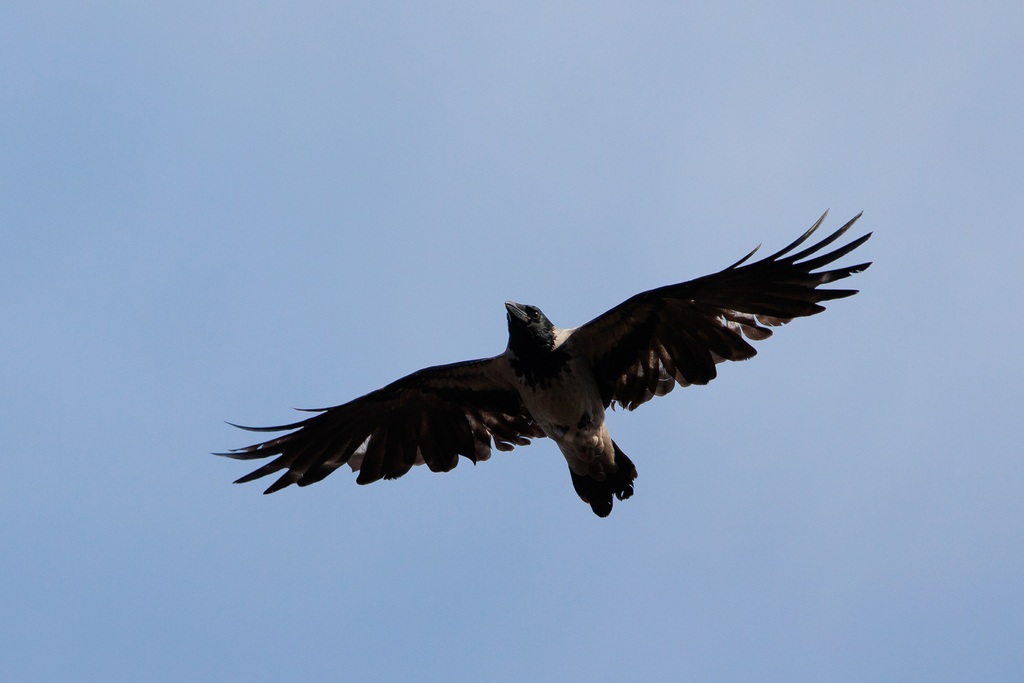 Hooded Crow from Lisi Beach, Tbilisi, Georgia on December 15, 2023 at ...