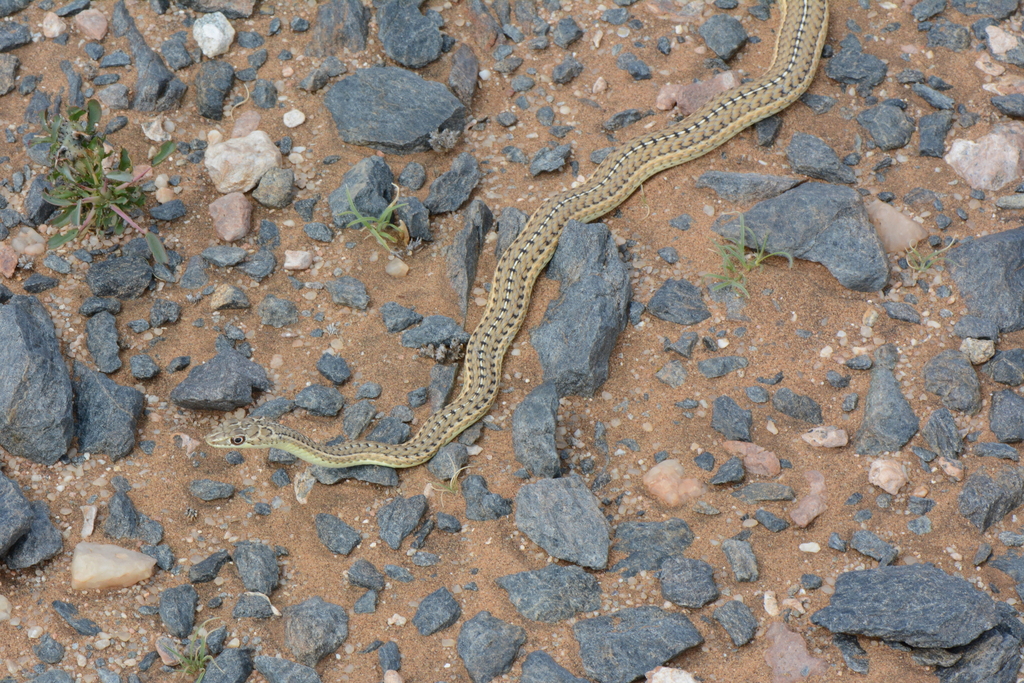 Cape Sand Snake from Karas Region, Namibia on September 10, 2023 at 01: ...