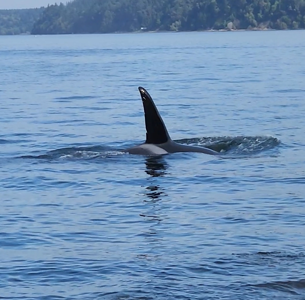 Orca in September 2023 by Meep Sheep · iNaturalist