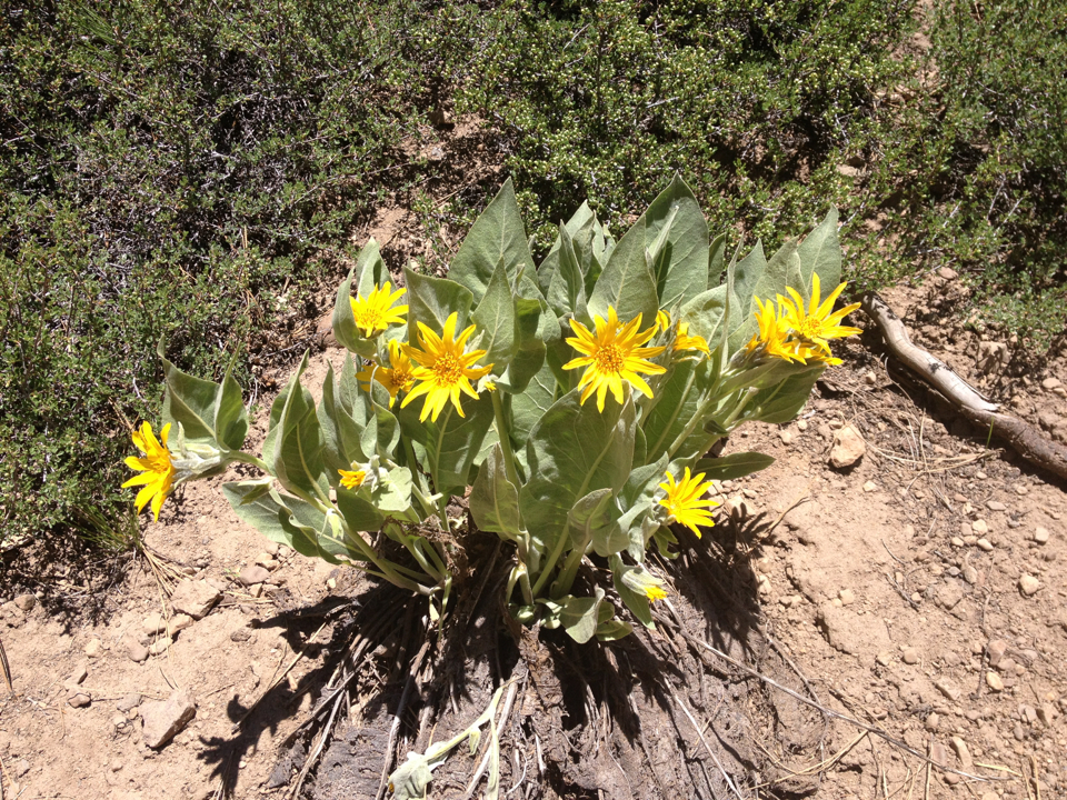 woolly mule's ears from Tahoe National Forest, Truckee, California, US ...