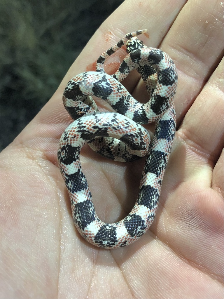 Long-nosed Snake in August 2023 by Tyler Irvin · iNaturalist