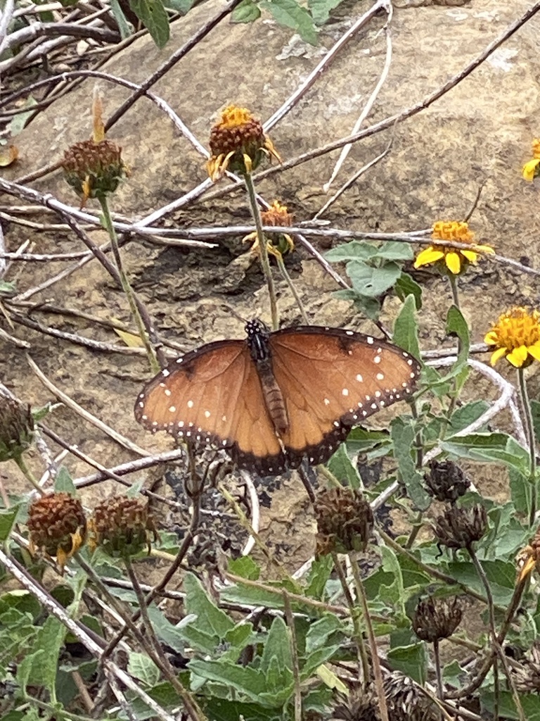 Queen from SH-16 N, San Antonio, TX, US on December 15, 2023 at 01:17 ...