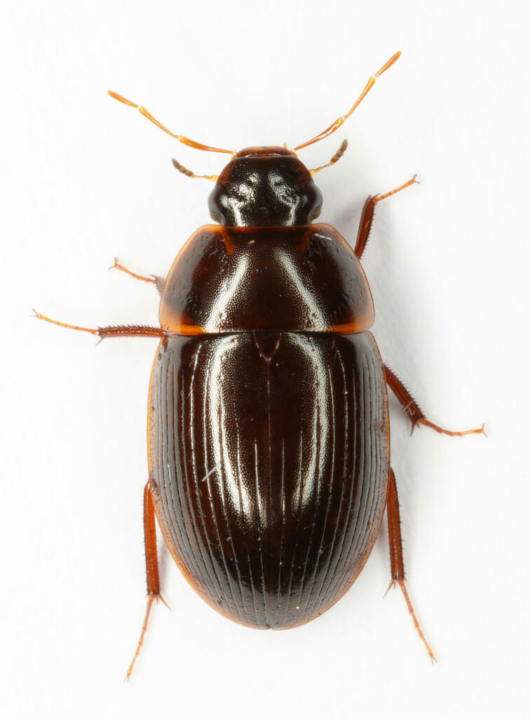 Cymbiodyta bifidus from Volusia County, US-FL, US on June 11, 2021 at 01:52 PM by Chris ...