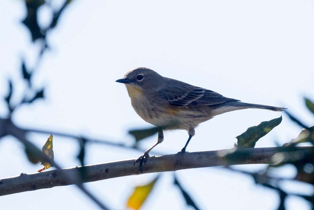 Yellow-rumped Warbler from Tarzana, Los Angeles, CA, USA on December 10 ...