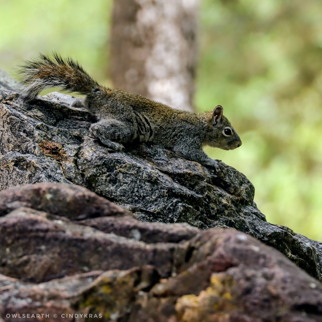Arizona Gray Squirrel from Santa Cruz County, AZ, USA on June 11, 2022 ...
