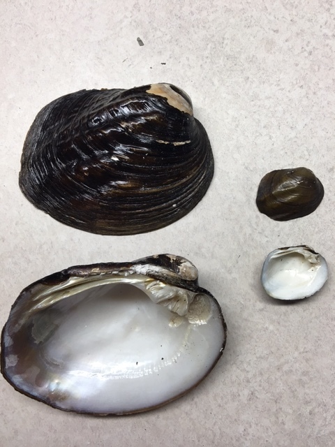 Threeridge (Freshwater Mussels of the Manitowish River) · iNaturalist