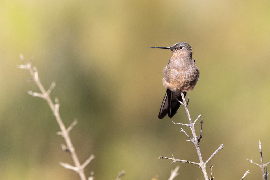 Giant Hummingbird from Choapa, Coquimbo, Chile on October 25, 2023 at ...