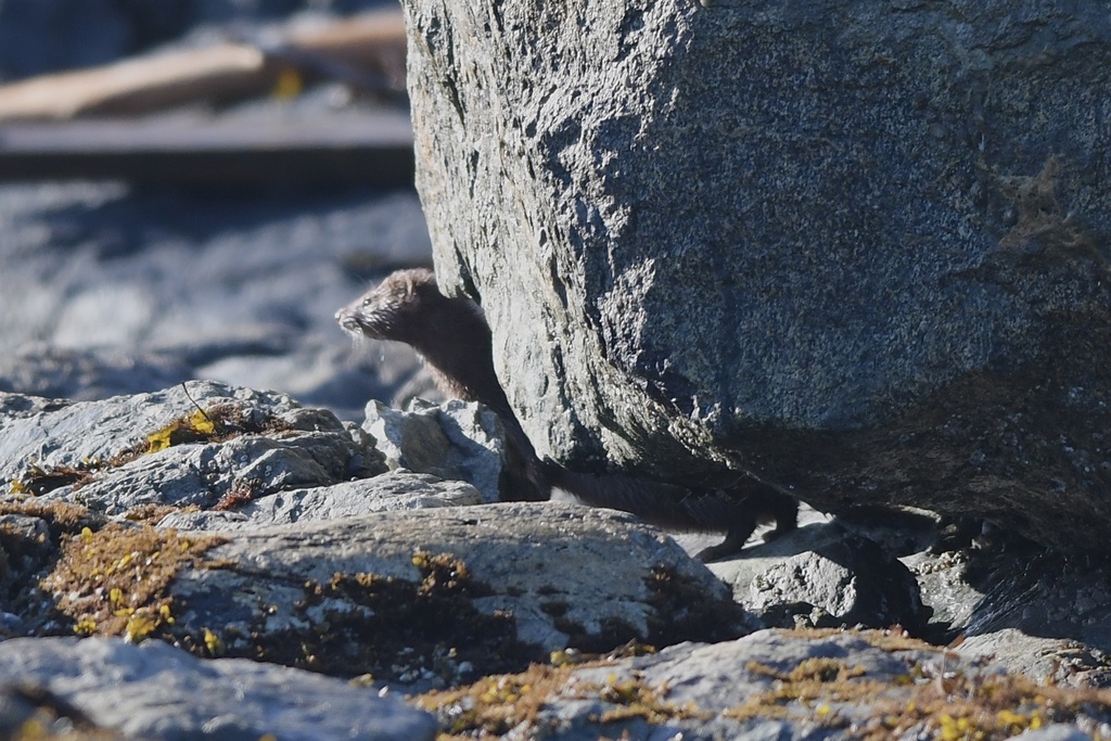 American Mink from Clover Pt, Victoria, BC, CA on July 26, 2023 at 08: ...