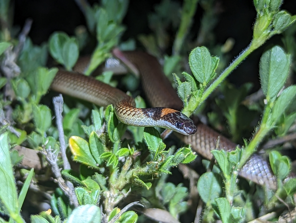 Red-naped Snake from Crossdale QLD 4312, Australia on December 7, 2023 ...