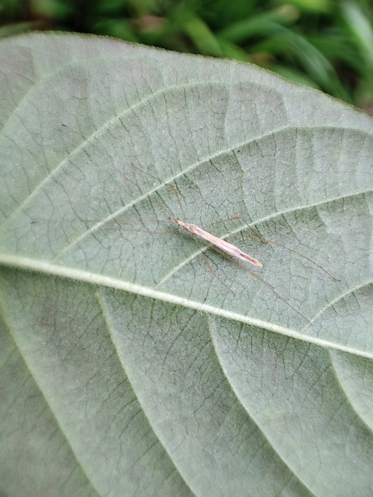 Stilt Bugs from Hangzhou, CN-ZJ, CN on December 16, 2023 at 02:33 PM by ...