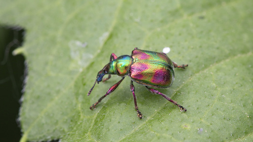 Photo 341072638, (c) Zhongqi Wang, all rights reserved, uploaded by ...