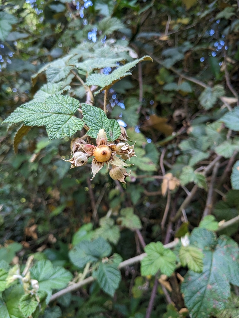 Molucca Bramble from G4RJ+C6, Upper Horseshoe Creek NSW 2474, Australia ...