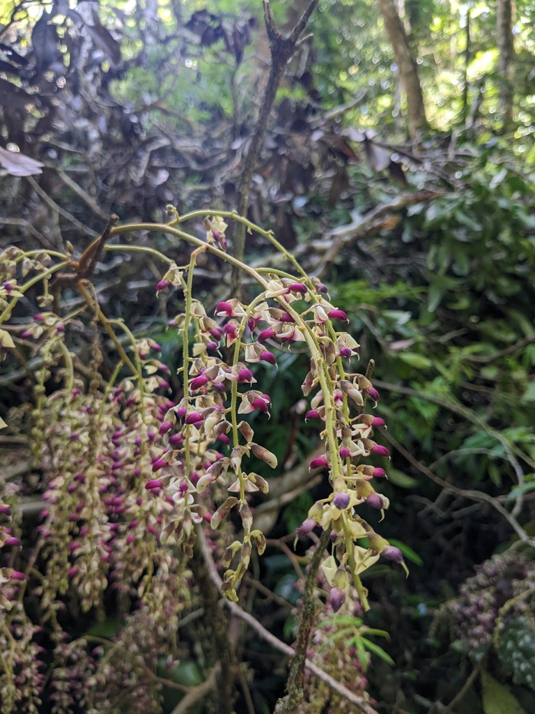 Blood Vine from Border Ranges NSW 2474, Australia on December 16, 2023 ...