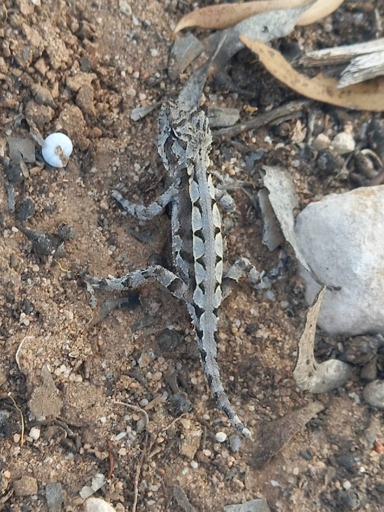 Southern Heath Dragon from Salmon Gums WA 6445, Australia on December ...