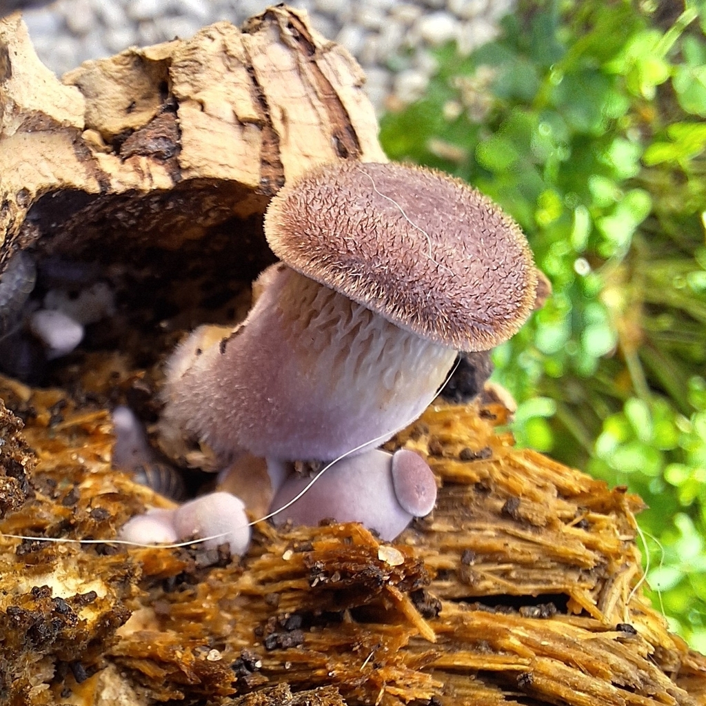 Panus from 8400 Lagoa, Portugal on December 16, 2023 at 11:17 AM by ...