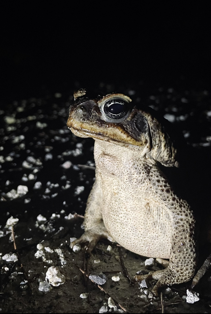 Cane Toad from Diego Garcia, IO on November 16, 2022 at 02:52 AM by ...