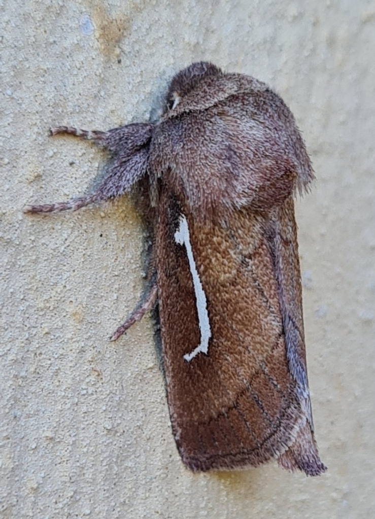 Butterflies and Moths from Camdeboo Local Municipality, South Africa on ...