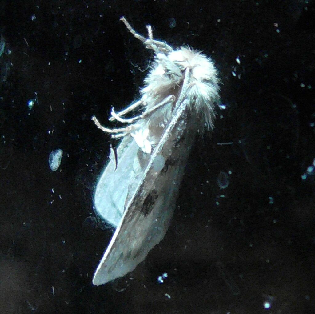 White Cedar Moth from Watsonville QLD 4887, Australia on December 17 ...
